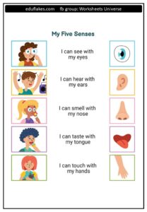 Kindergarten My Body Parts Worksheets - Eduflakes